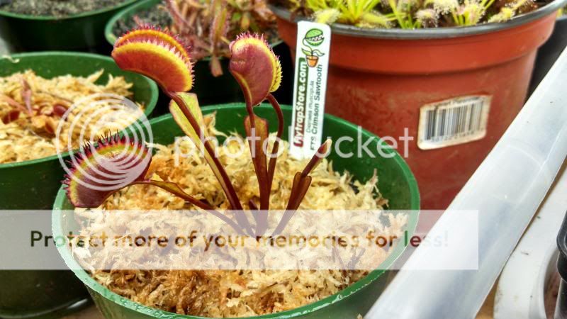 rellenburg's flytrap pics - FlyTrapCare Forums